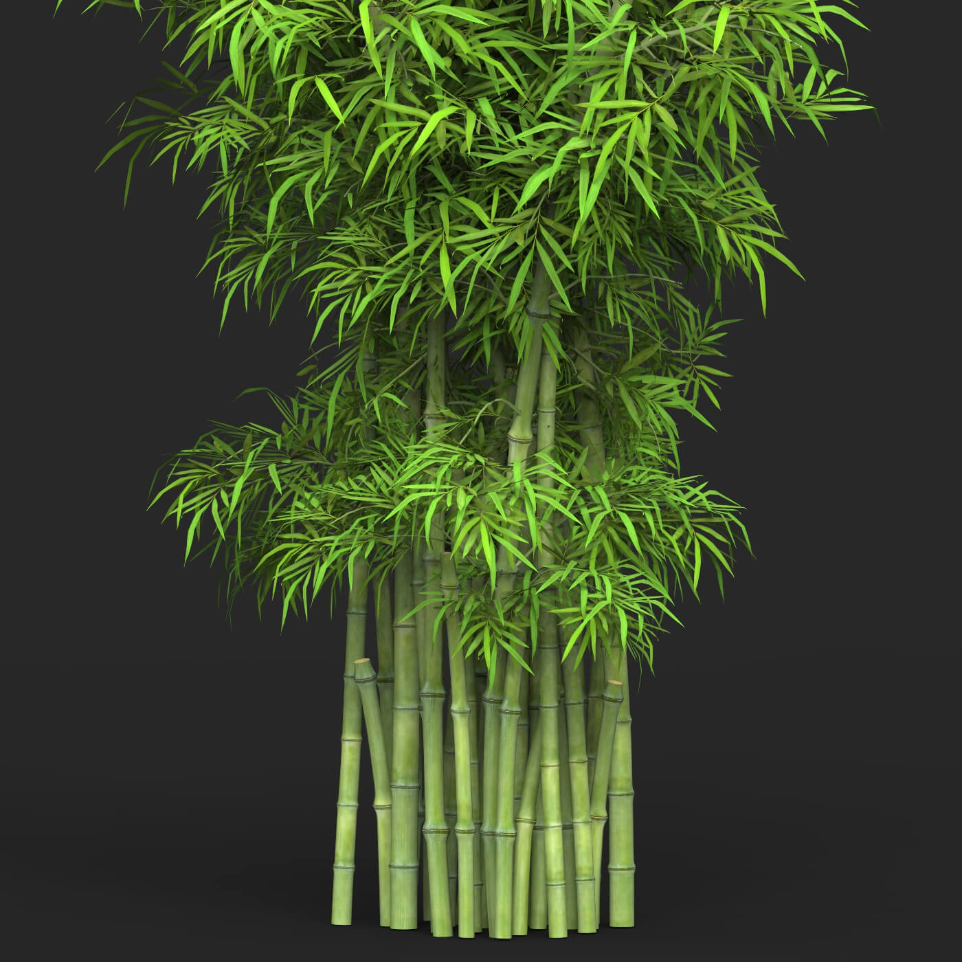 Bamboo Tree 16 - 3D Model by cgsea