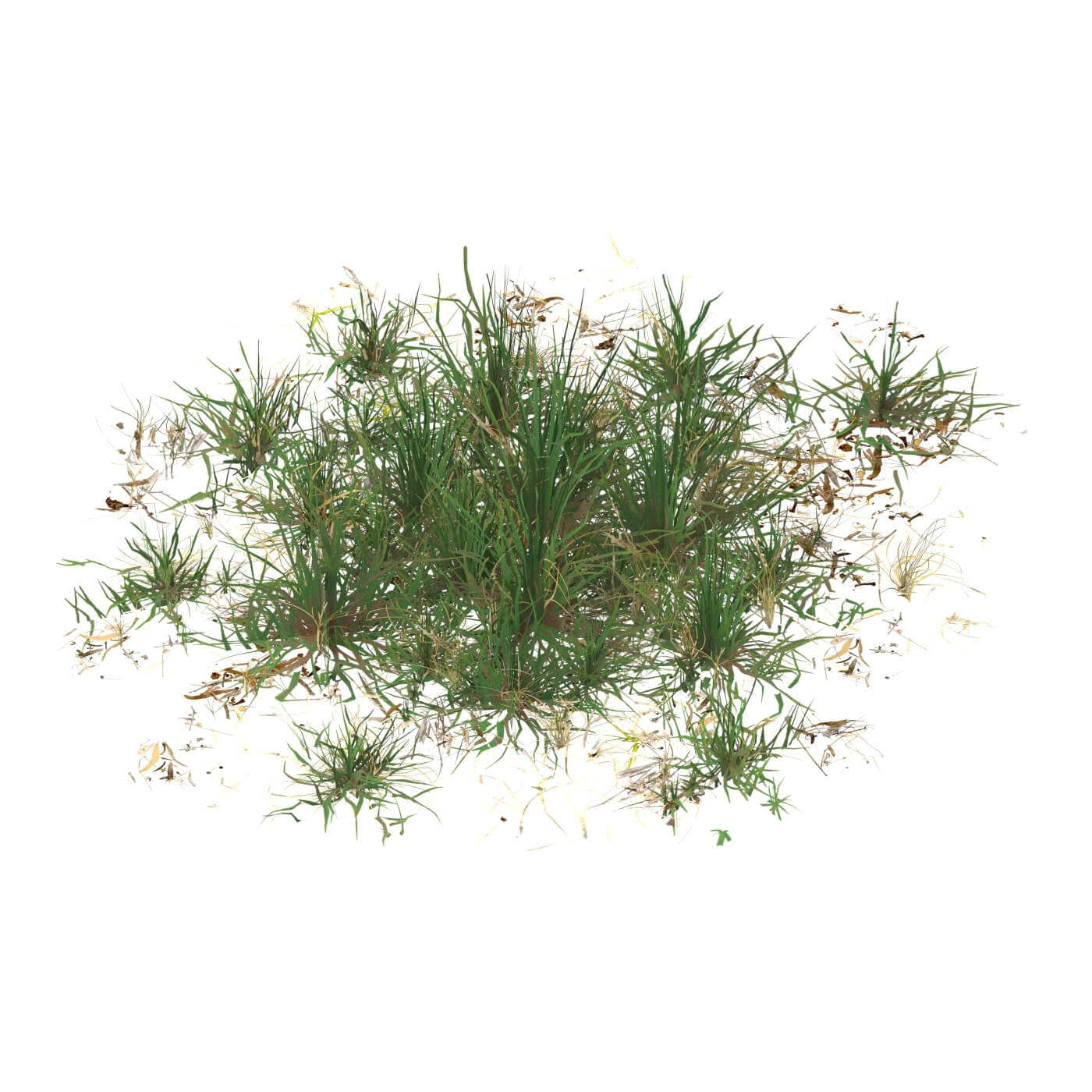 Realistic Game Ready Grass 05 - 3D Model by cgsea
