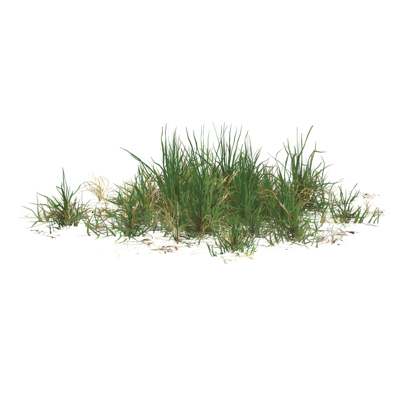 Realistic Game Ready Grass 05 - 3D Model by cgsea