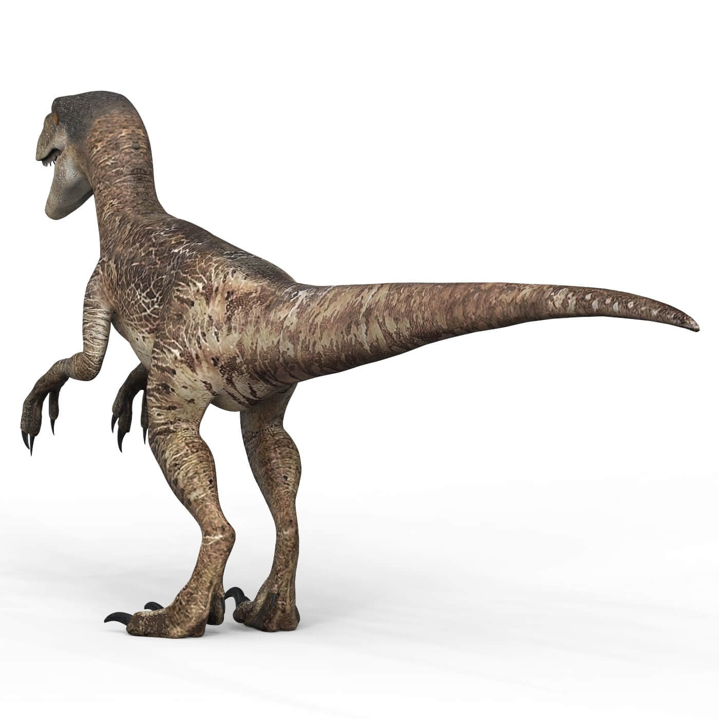 Velociraptor Dinosaur - 3D Model by cgsea