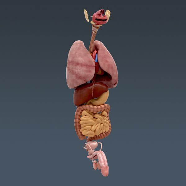Human Internal Organs 3d Model Cgstudio
