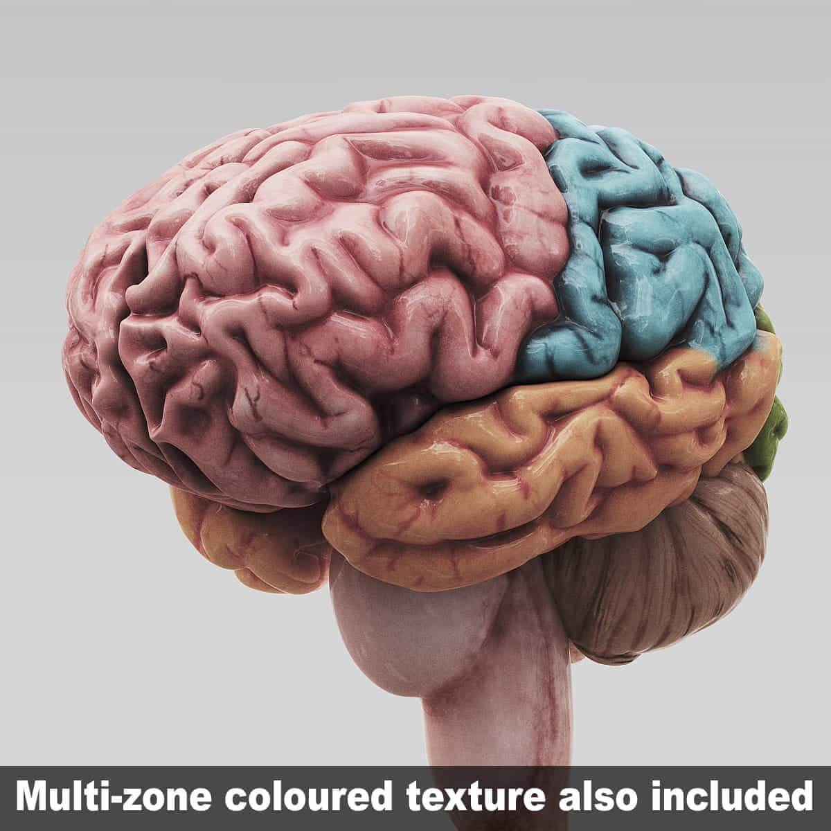 Brain Texture 3d