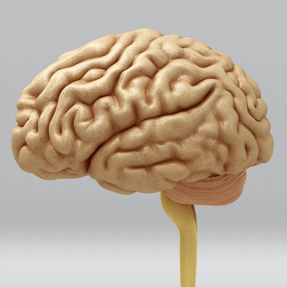 The Real Human Brain