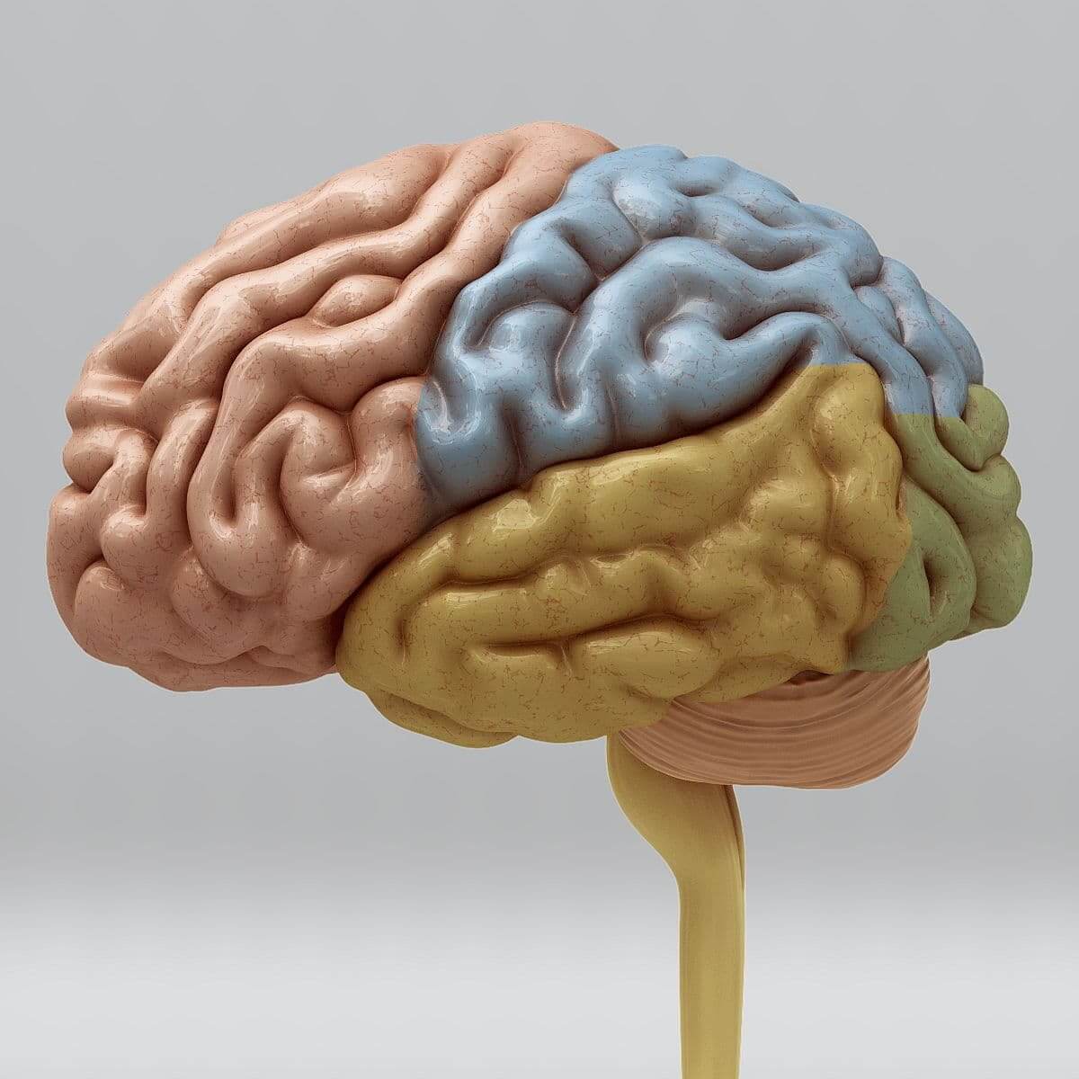 Human Brain Anatomy 3d
