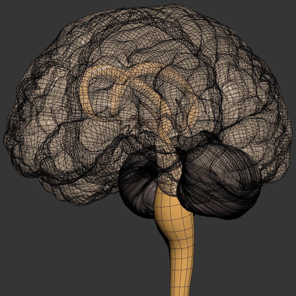Human Brain - Anatomy 3D Model by CGShape