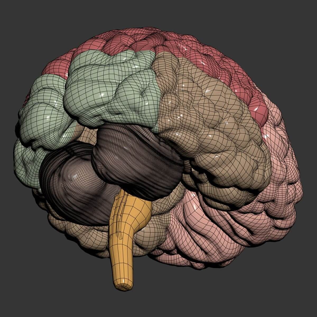 Human Brain - Anatomy 3D Model by CGShape
