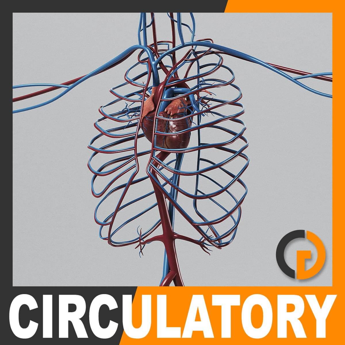 Human Circulatory System Model