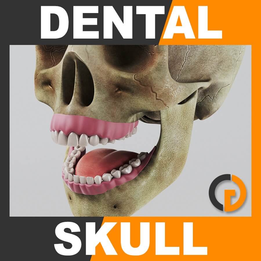 Skull Anatomy 3d Anatomy Standard