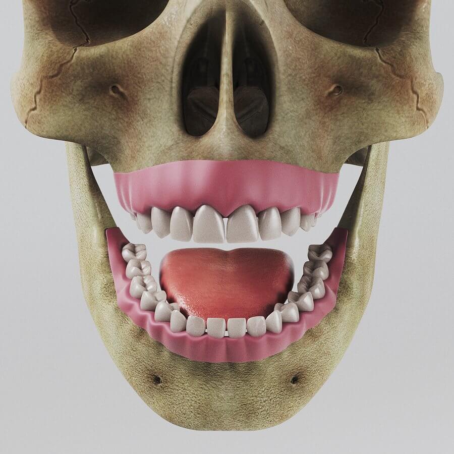 Human Teeth Skull