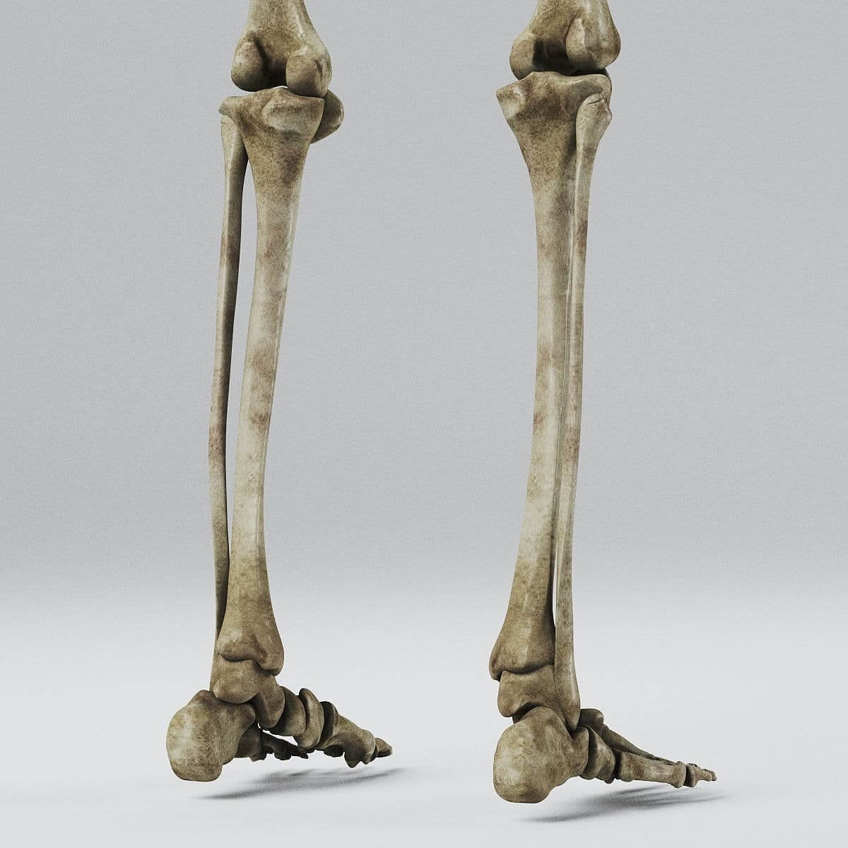 Real Skeleton Leg