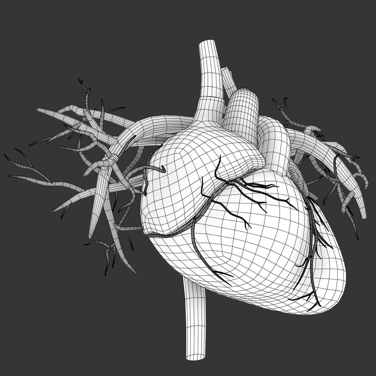 Human Heart - Anatomy 3D Model by CGShape