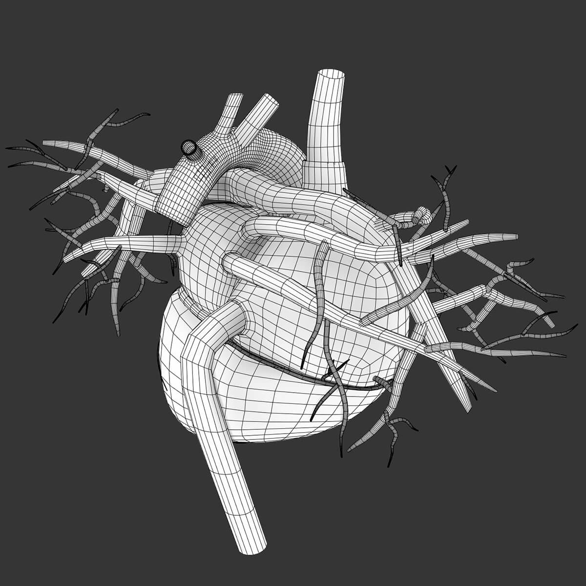 Human Heart - Anatomy 3D Model by CGShape