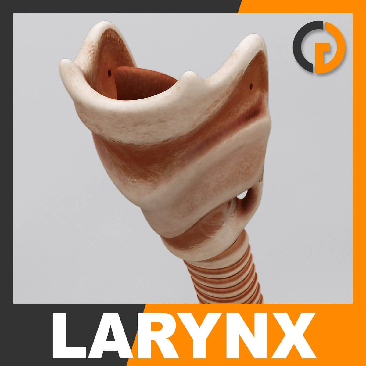 Human Larynx Model
