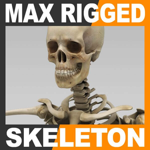Human Skeleton - Rigged 3D Model by CGShape