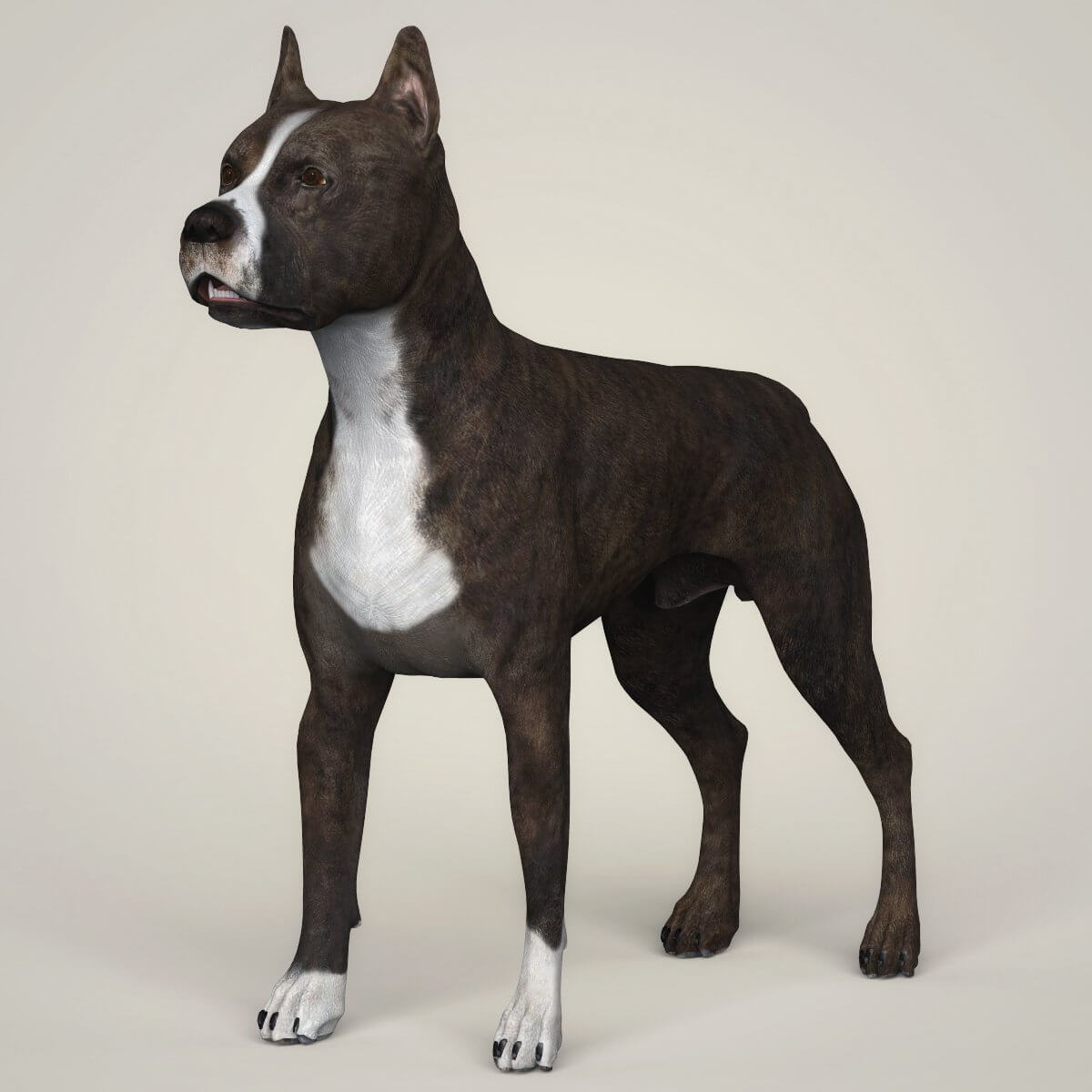Dog Collection - 3D Model by Cgtools