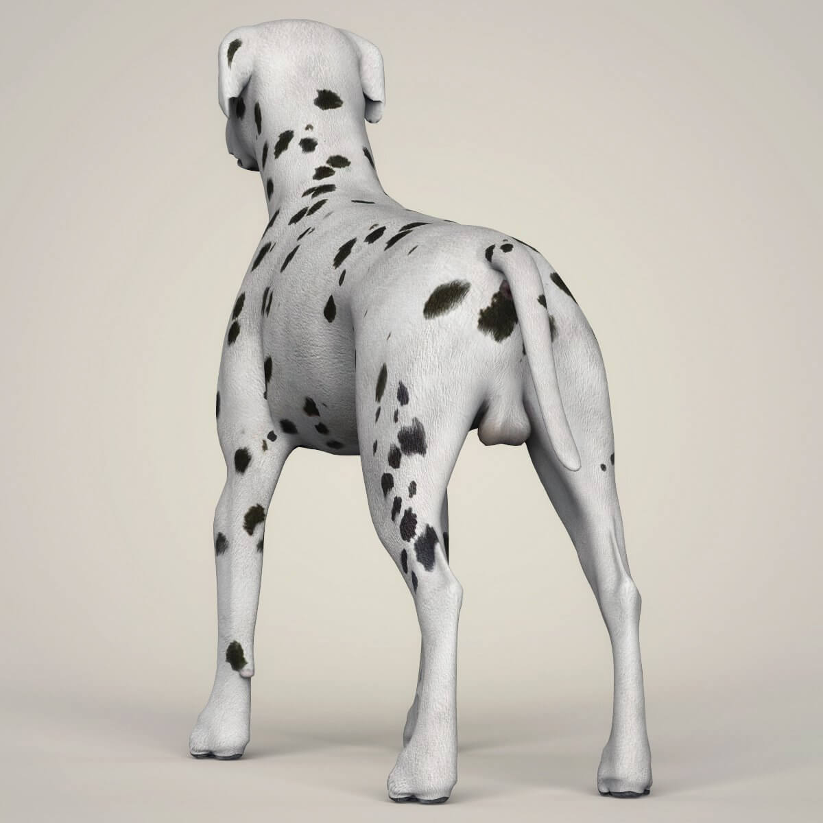 Dog Collection - 3D Model by Cgtools