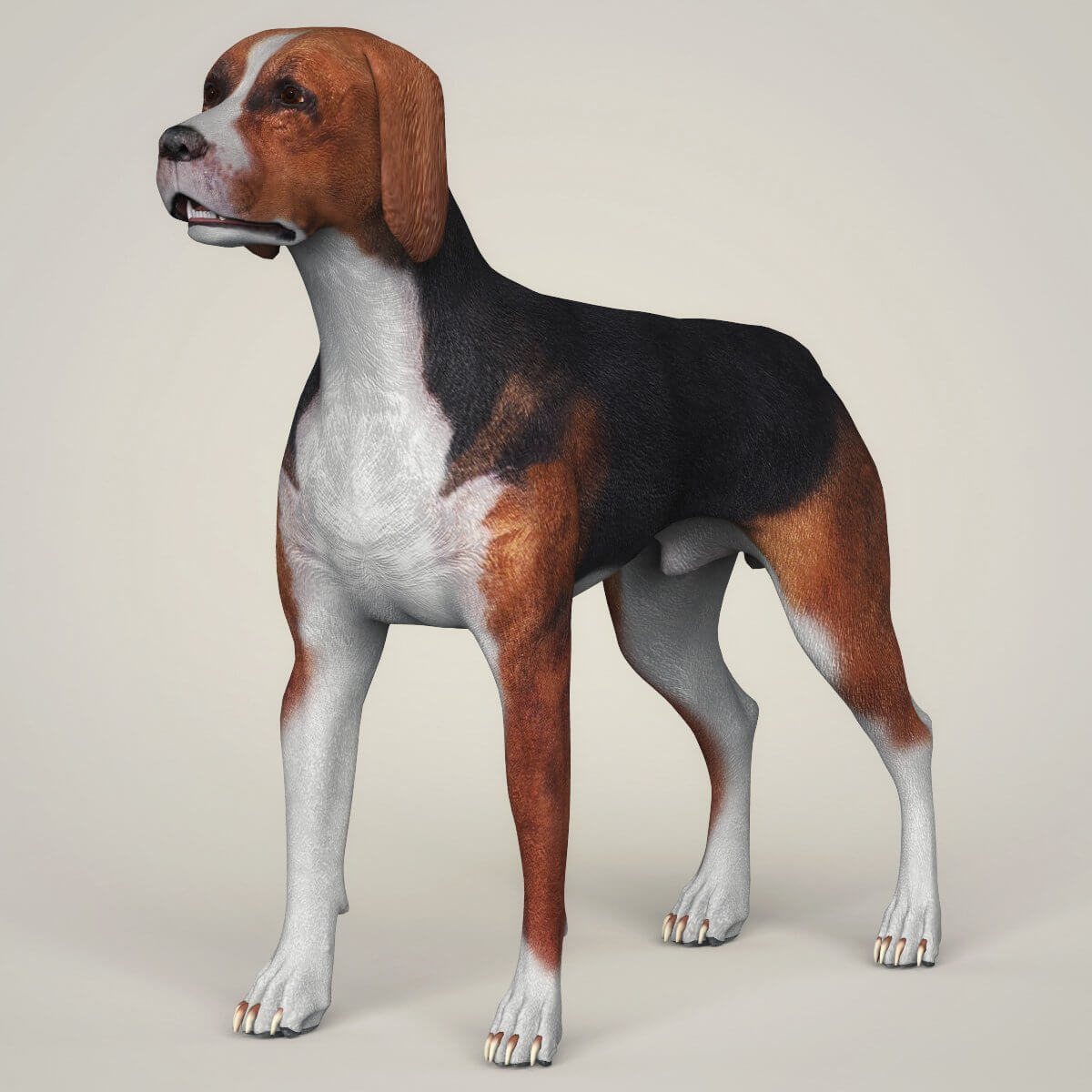 Hound Black Dog - 3D Model by Cgtools