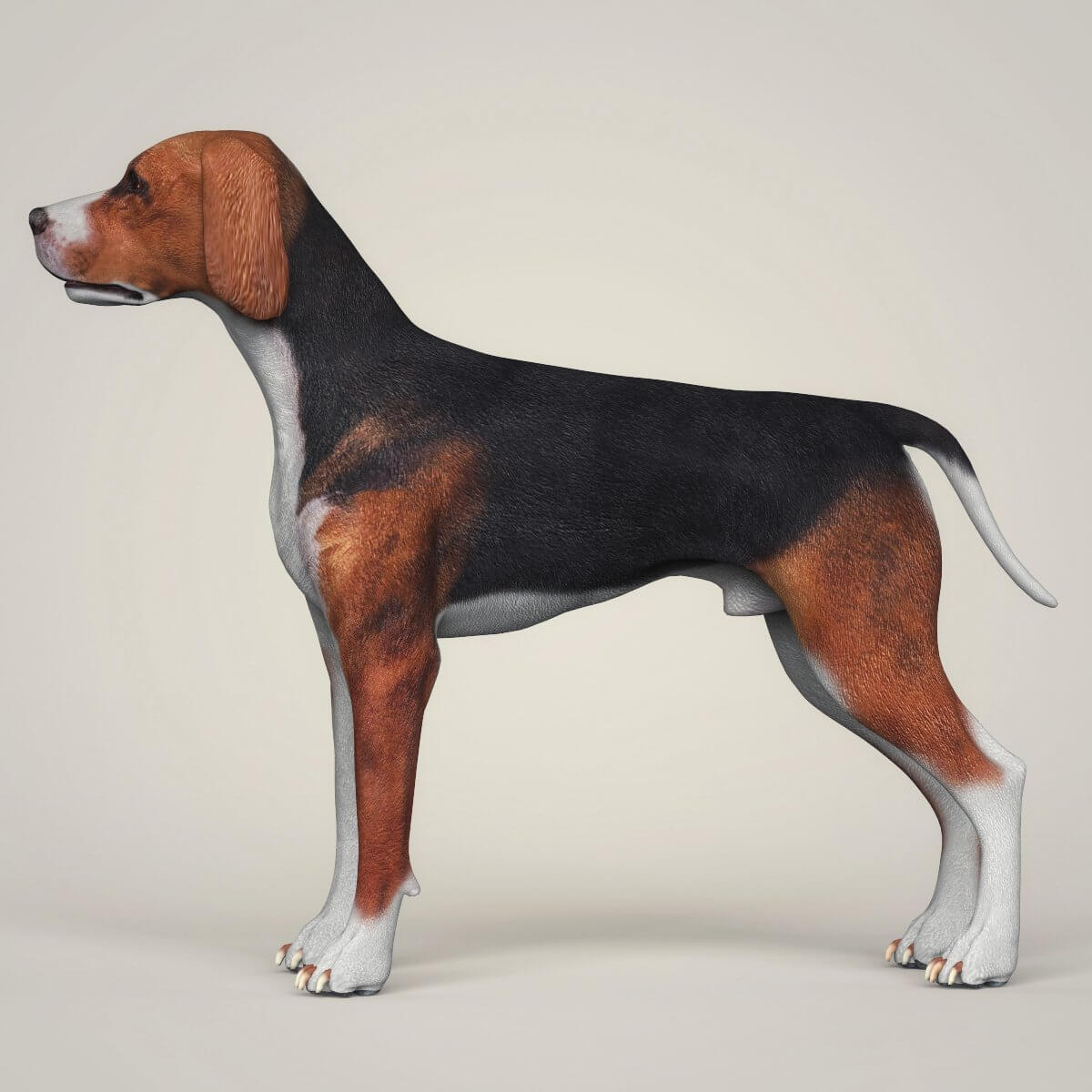 Hound Black Dog - 3D Model by Cgtools