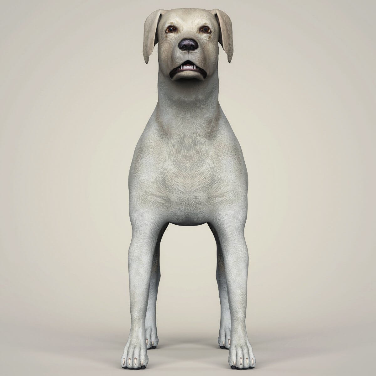 Labrador Dog - 3D Model by Cgtools