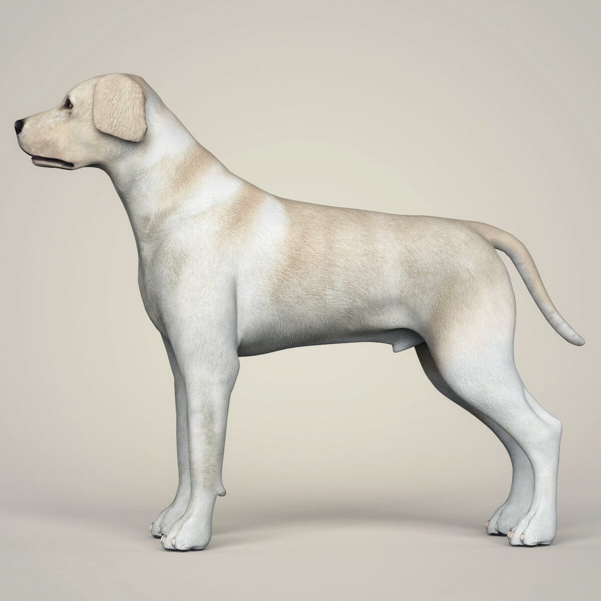 Labrador Dog - 3D Model by Cgtools