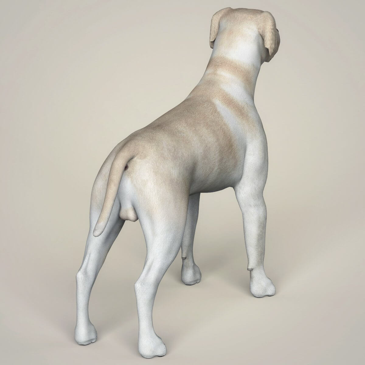 Labrador Dog - 3D Model by Cgtools