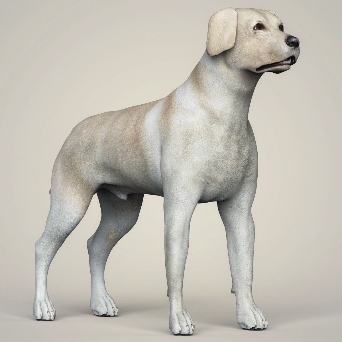 Labrador Dog - 3D Model by Cgtools