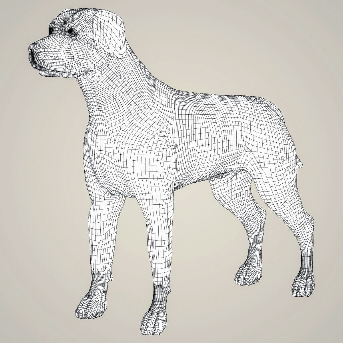 Labrador Dog - 3D Model by Cgtools