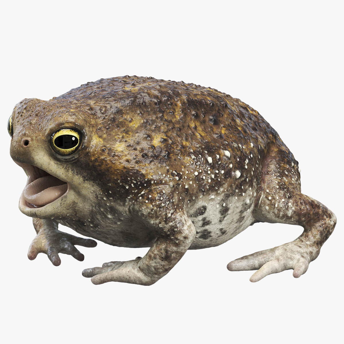 Common Rain Frog 3D Render, Digital Art by CGZen