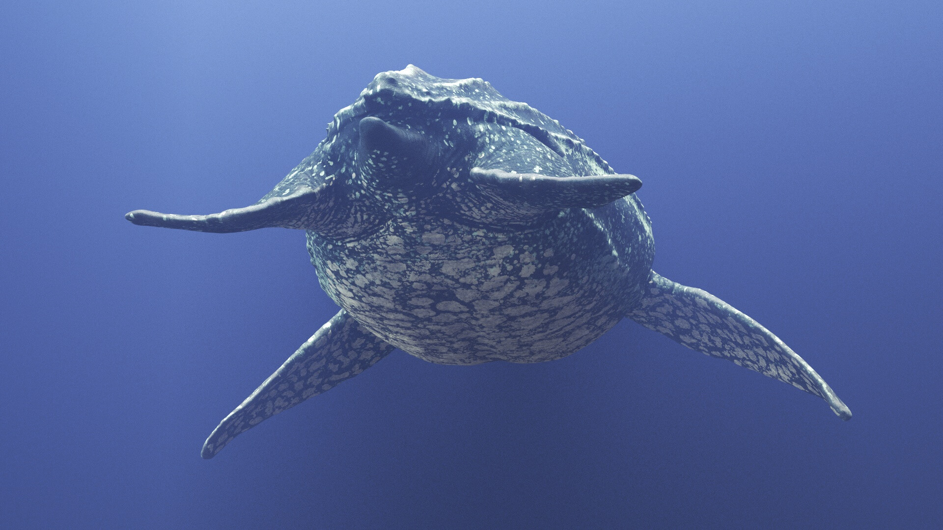 Leatherback Sea Turtle 3D Render, Digital Art by CGZen