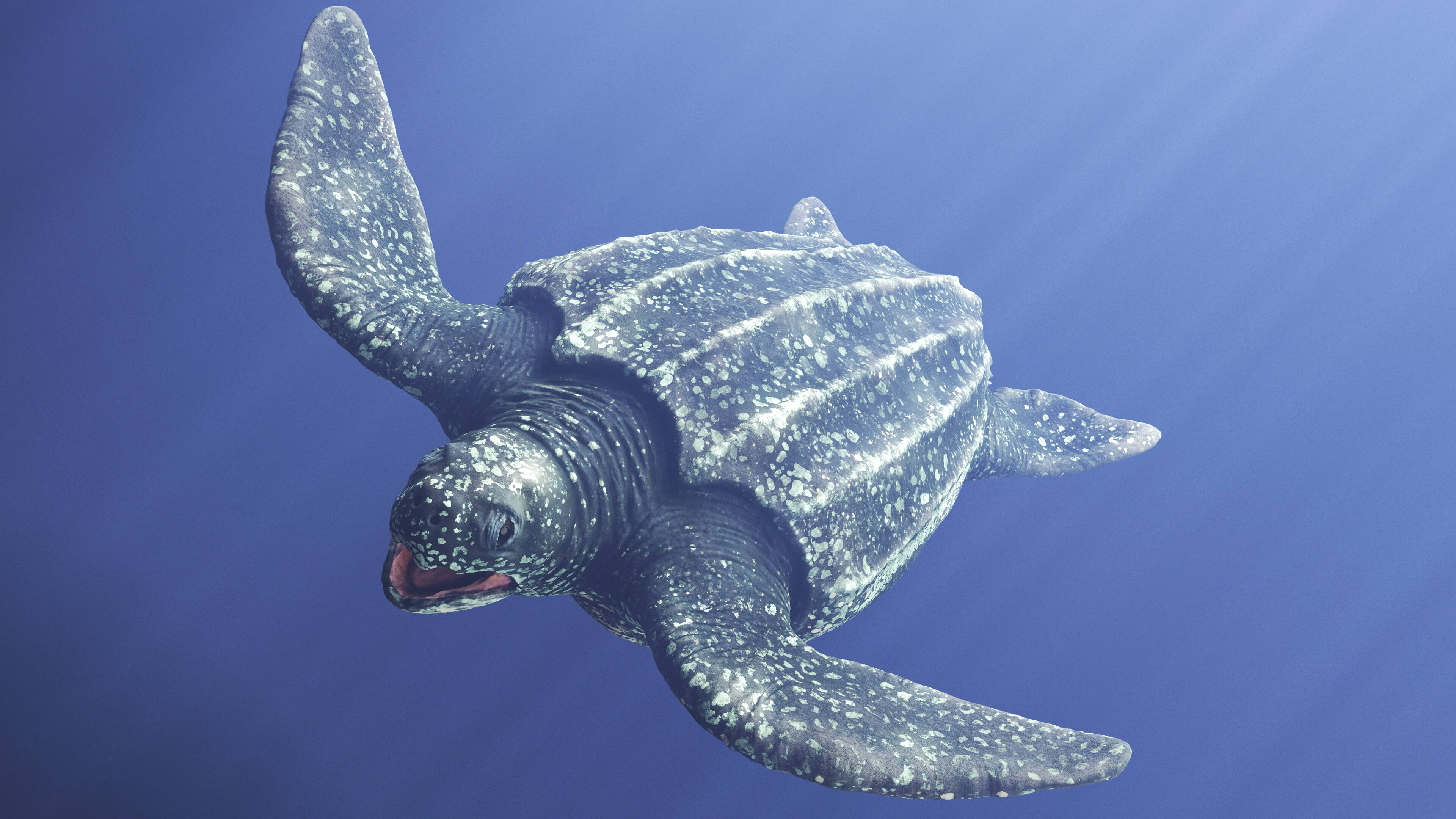 Leatherback Sea Turtle 3D Render, Digital Art by CGZen