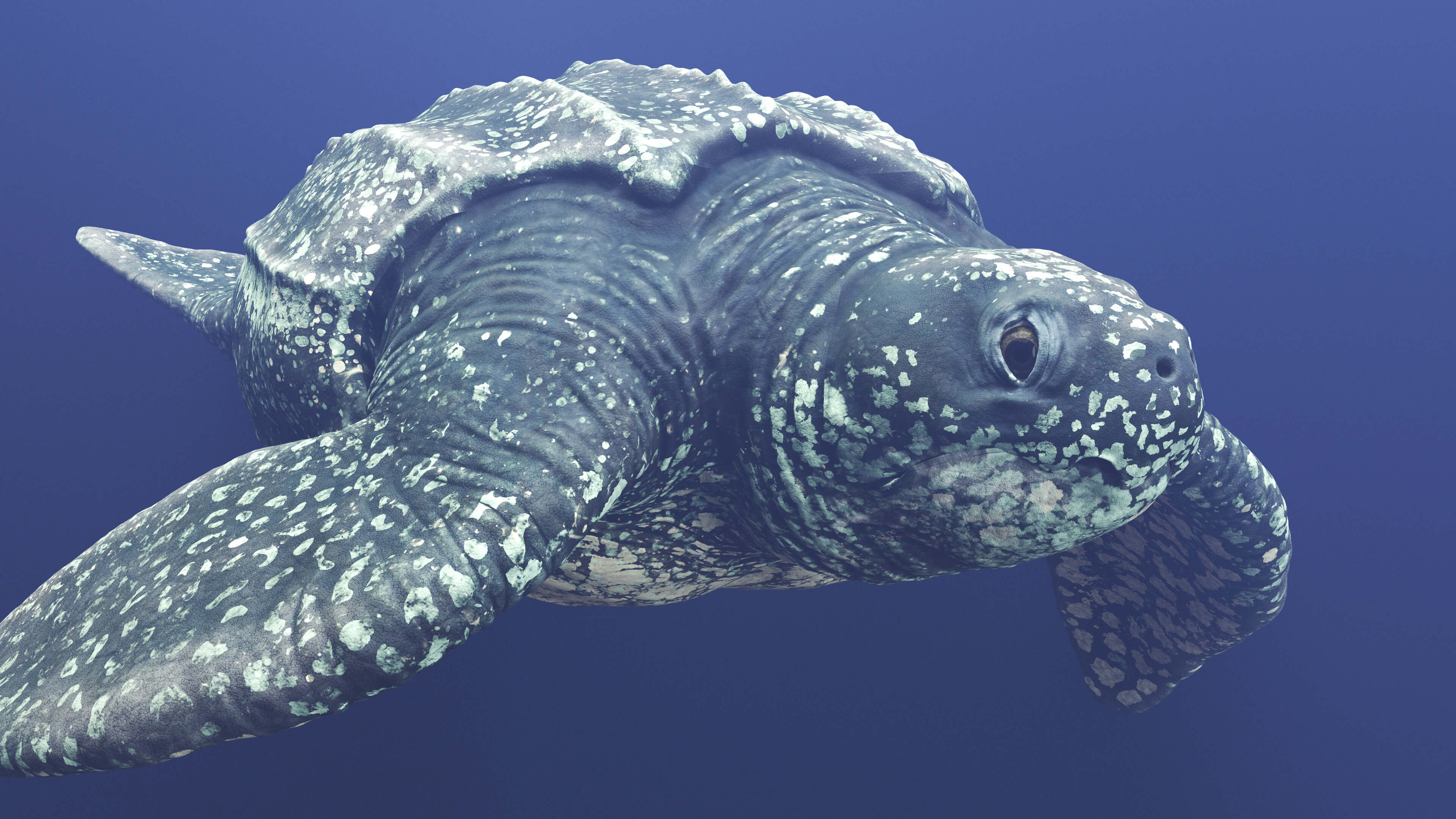 Leatherback Sea Turtle 3D Render, Digital Art by CGZen