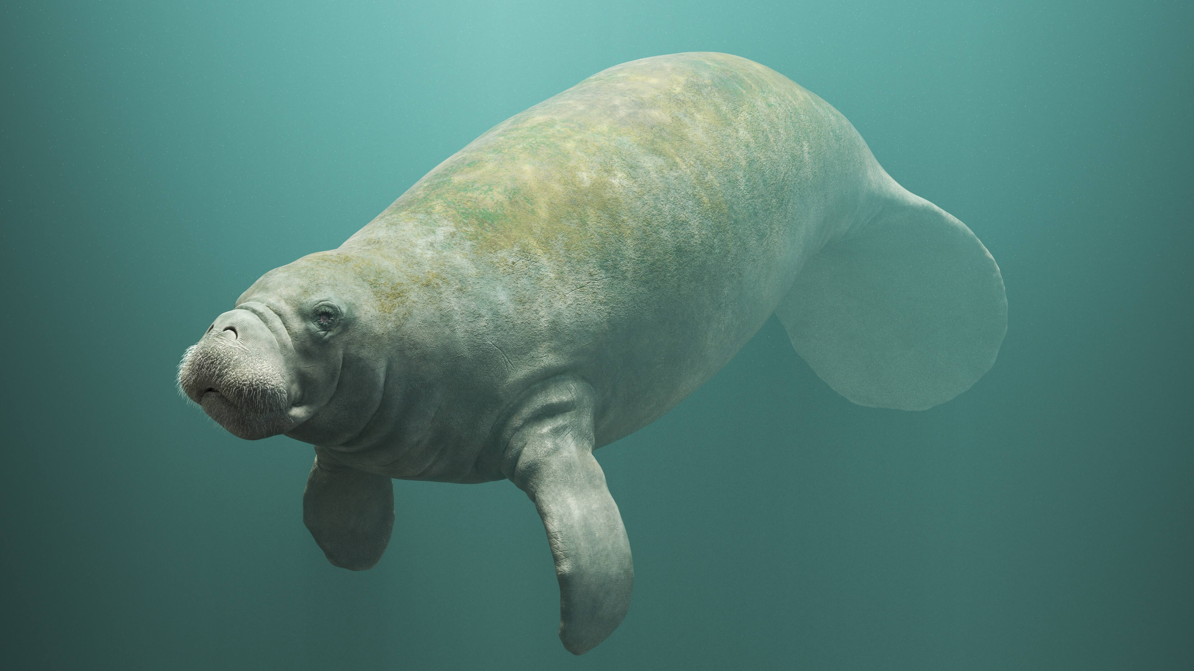 Manatee 3D Render, Digital Art by CGZen