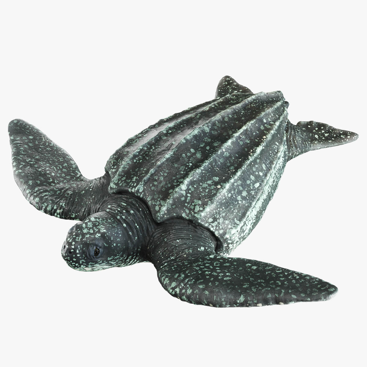 Leatherback Sea Turtle - 3D Model by CGZen