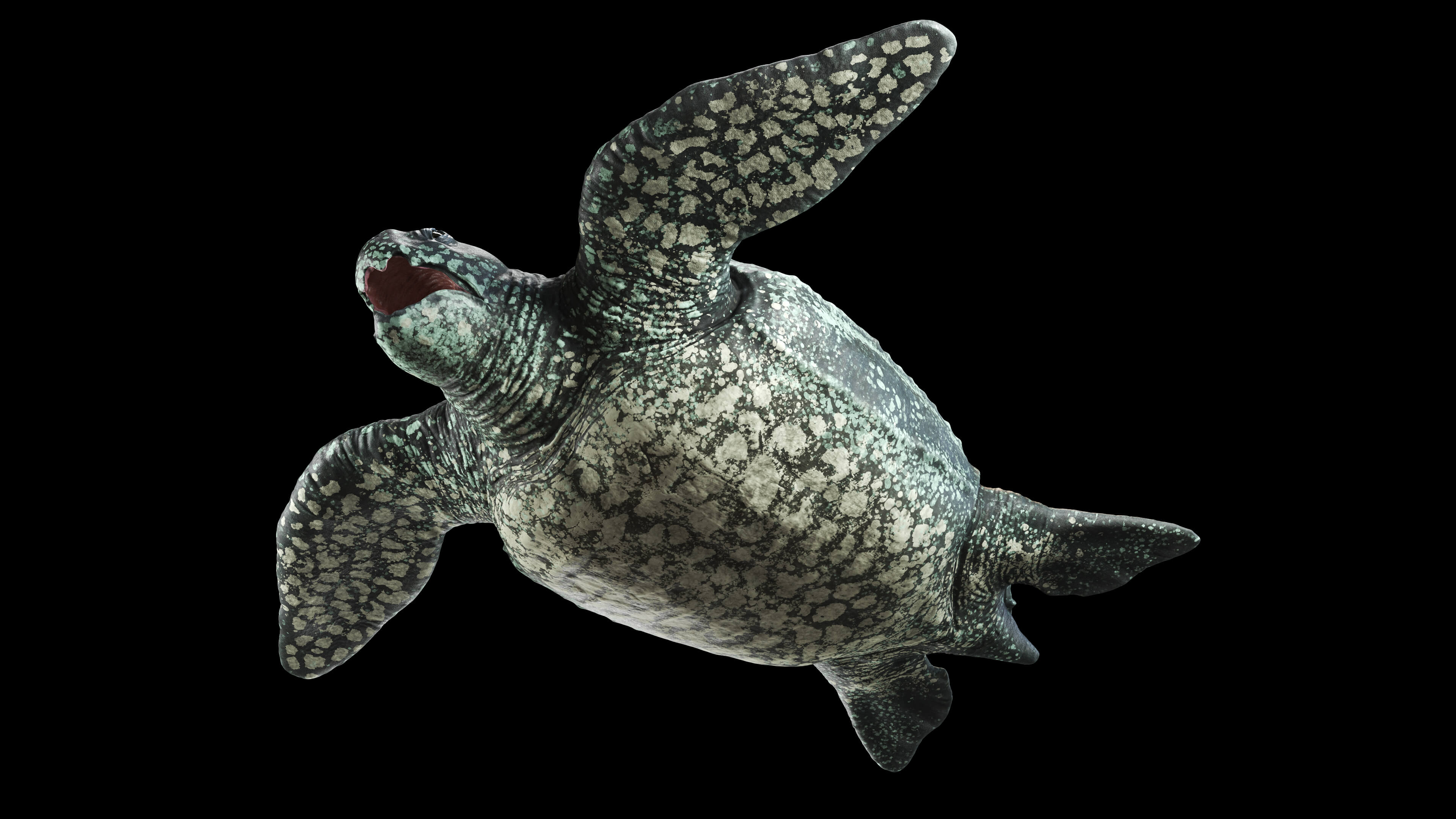 Leatherback Sea Turtle - 3D Model by CGZen
