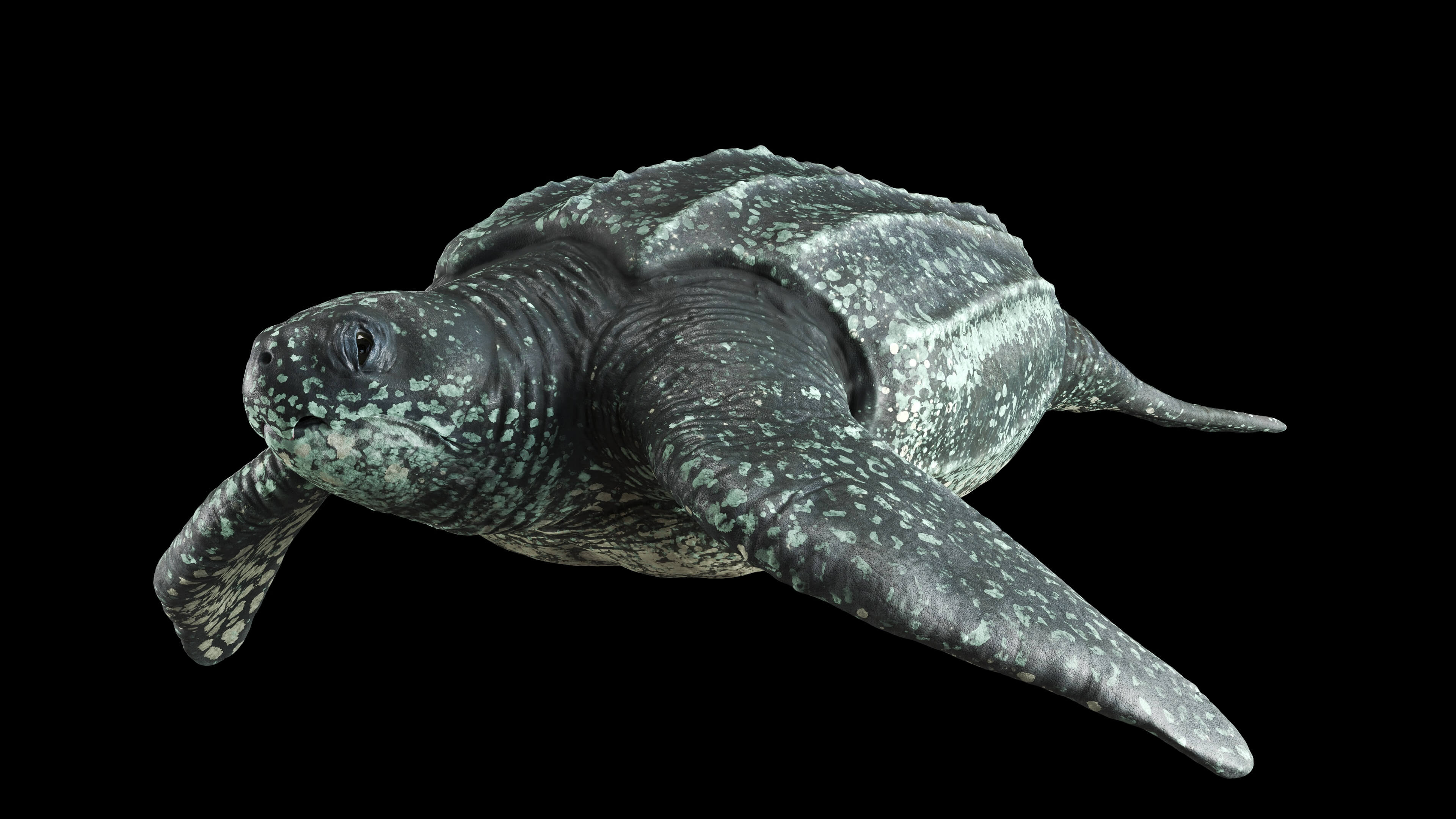 Leatherback Sea Turtle - 3D Model by CGZen