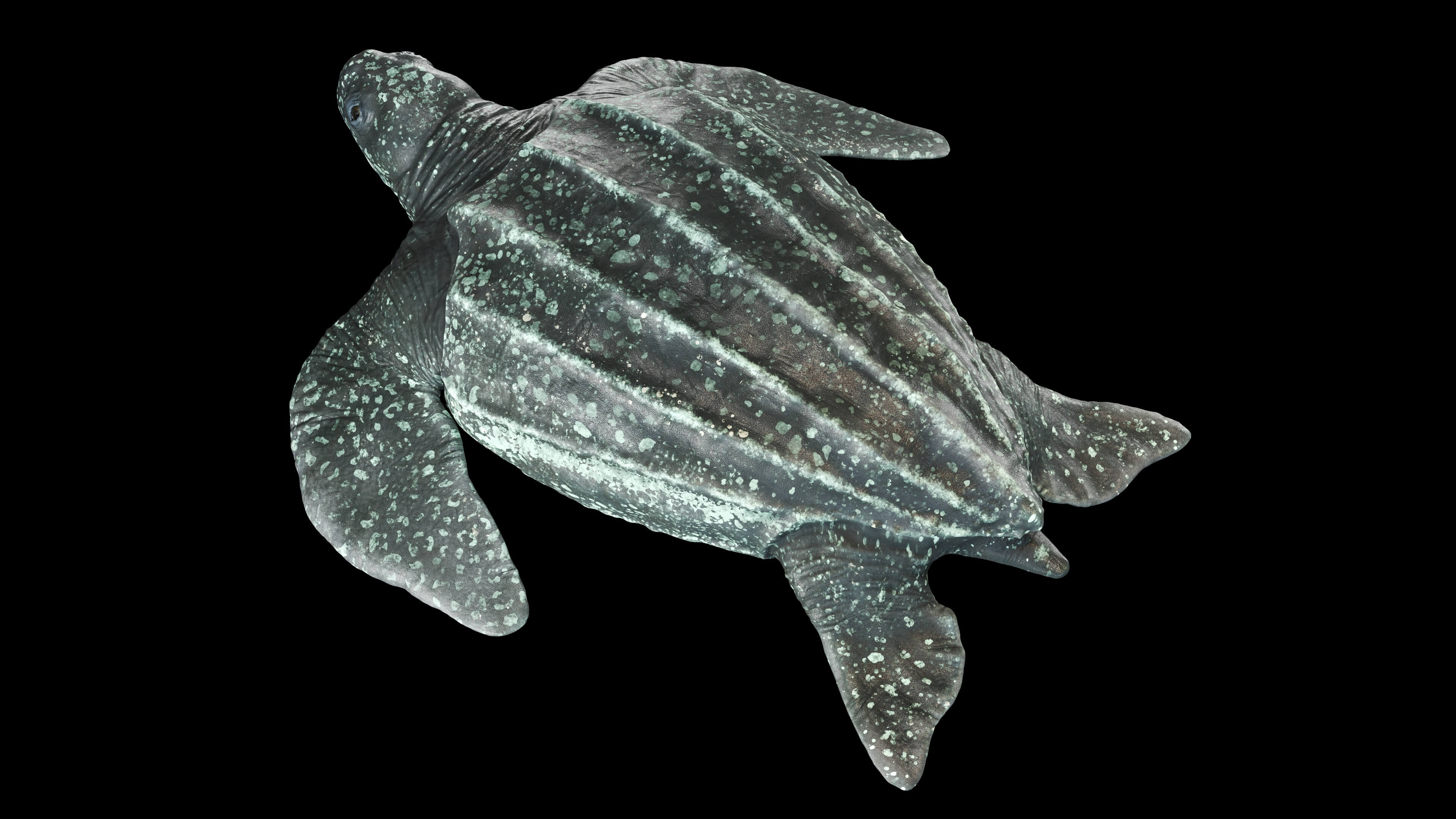 Leatherback Sea Turtle - 3D Model by CGZen