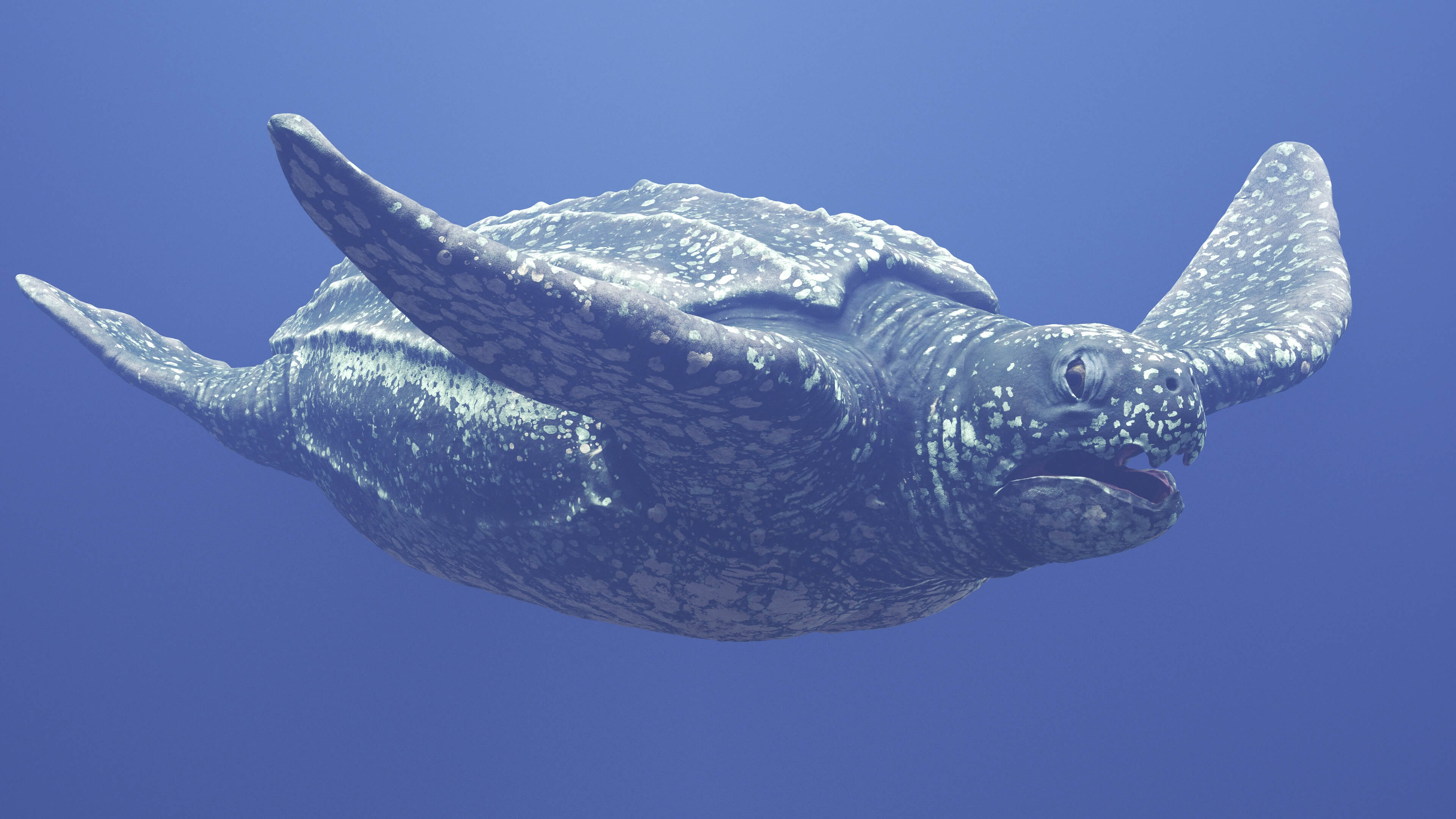 Leatherback Sea Turtle - 3D Model by CGZen