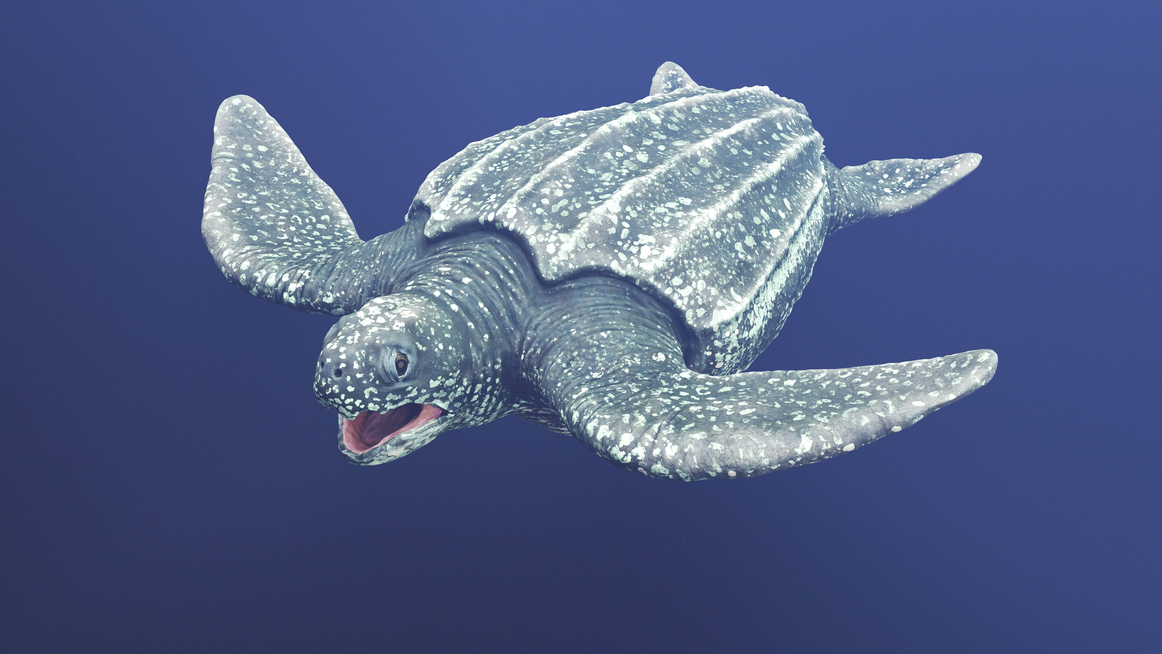 Leatherback Sea Turtle - 3D Model by CGZen