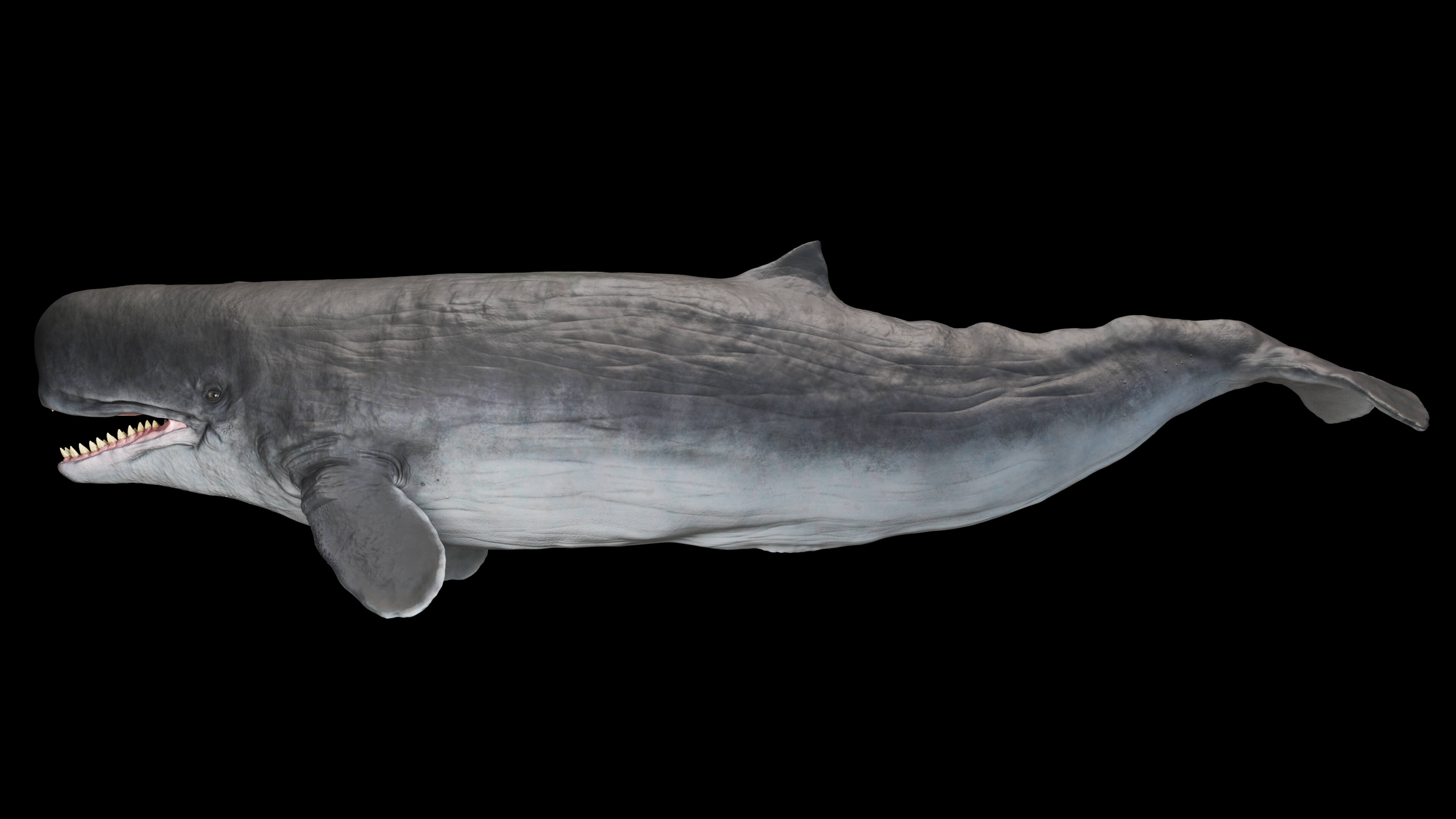 Livyatan Melvillei Moby Dick Whale - 3D Model by CGZen