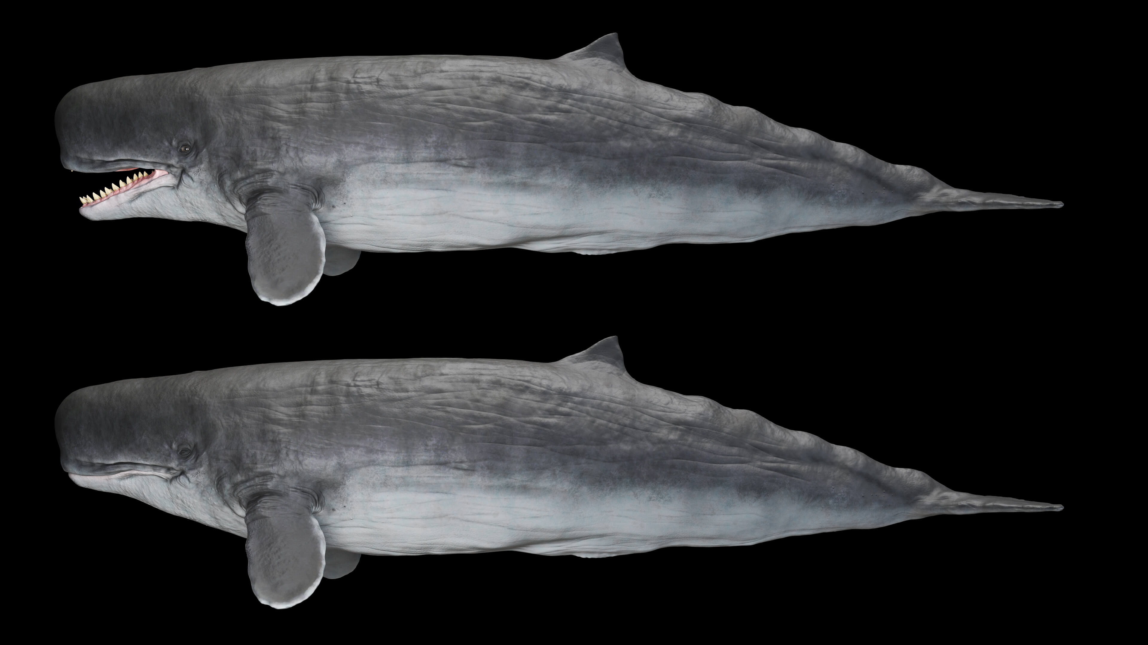Livyatan Melvillei Moby Dick Whale - 3D Model by CGZen