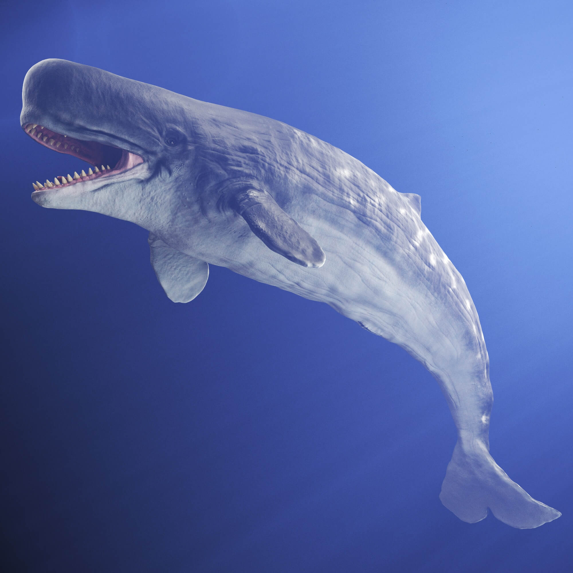 Livyatan Melvillei Moby Dick Whale - 3D Model by CGZen