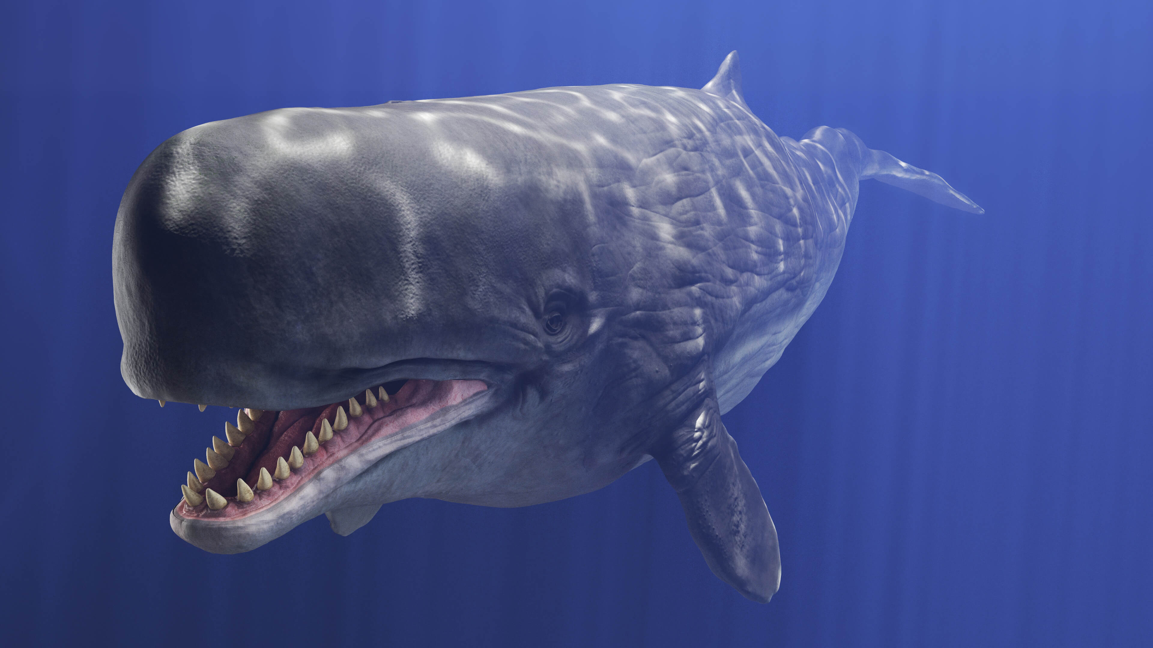 Livyatan Melvillei Moby Dick Whale - 3D Model by CGZen