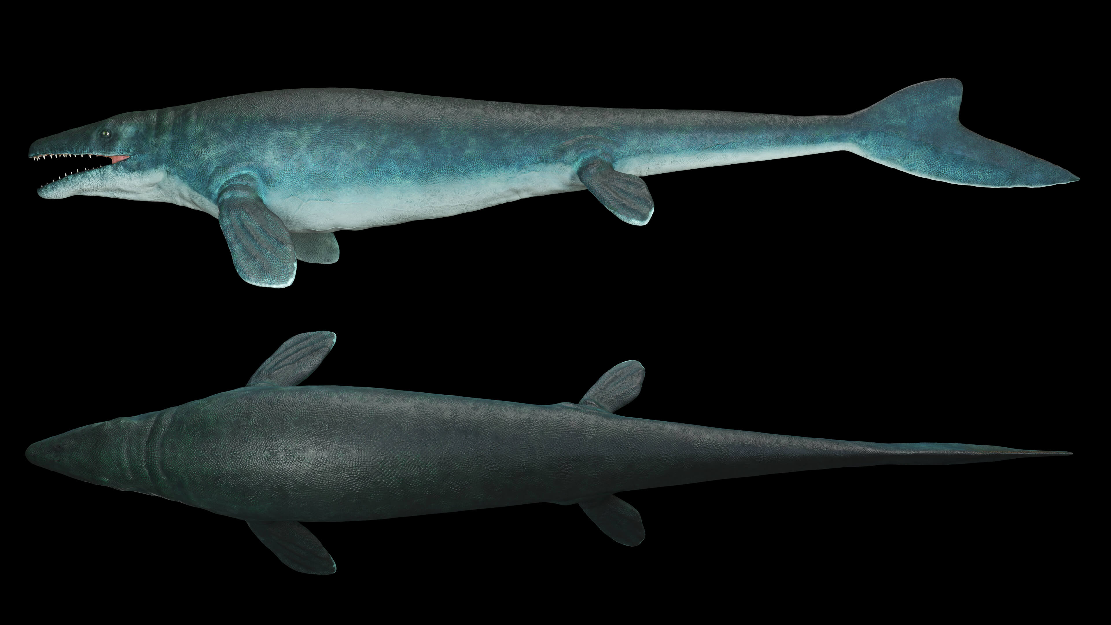 Mosasaurus hoffmannii - 3D Model by CGZen