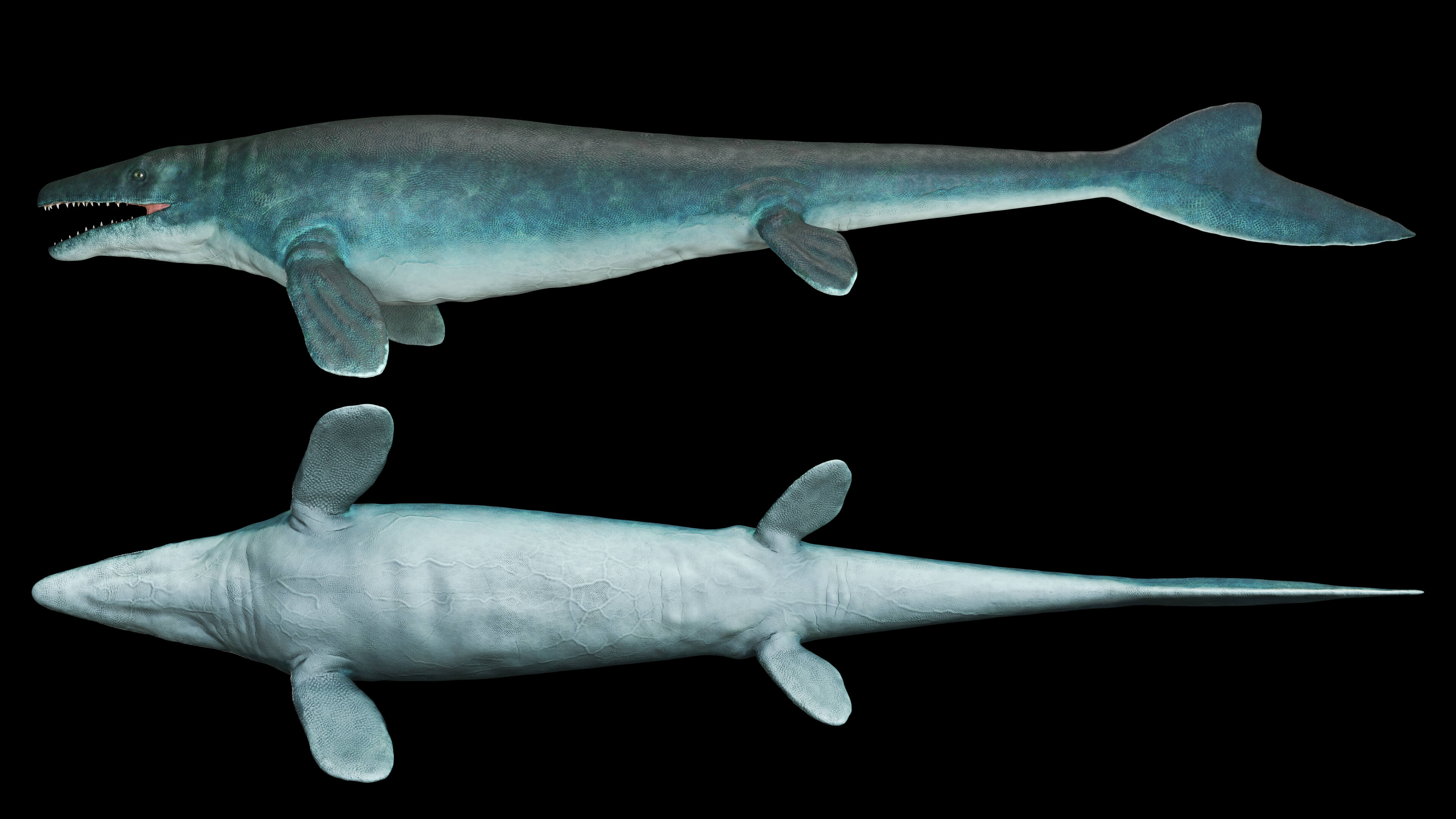 Mosasaurus hoffmannii - 3D Model by CGZen