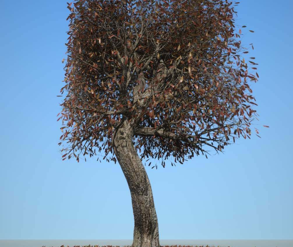 Box Shaped Tree (4 season) - 3D Model by chamsb11