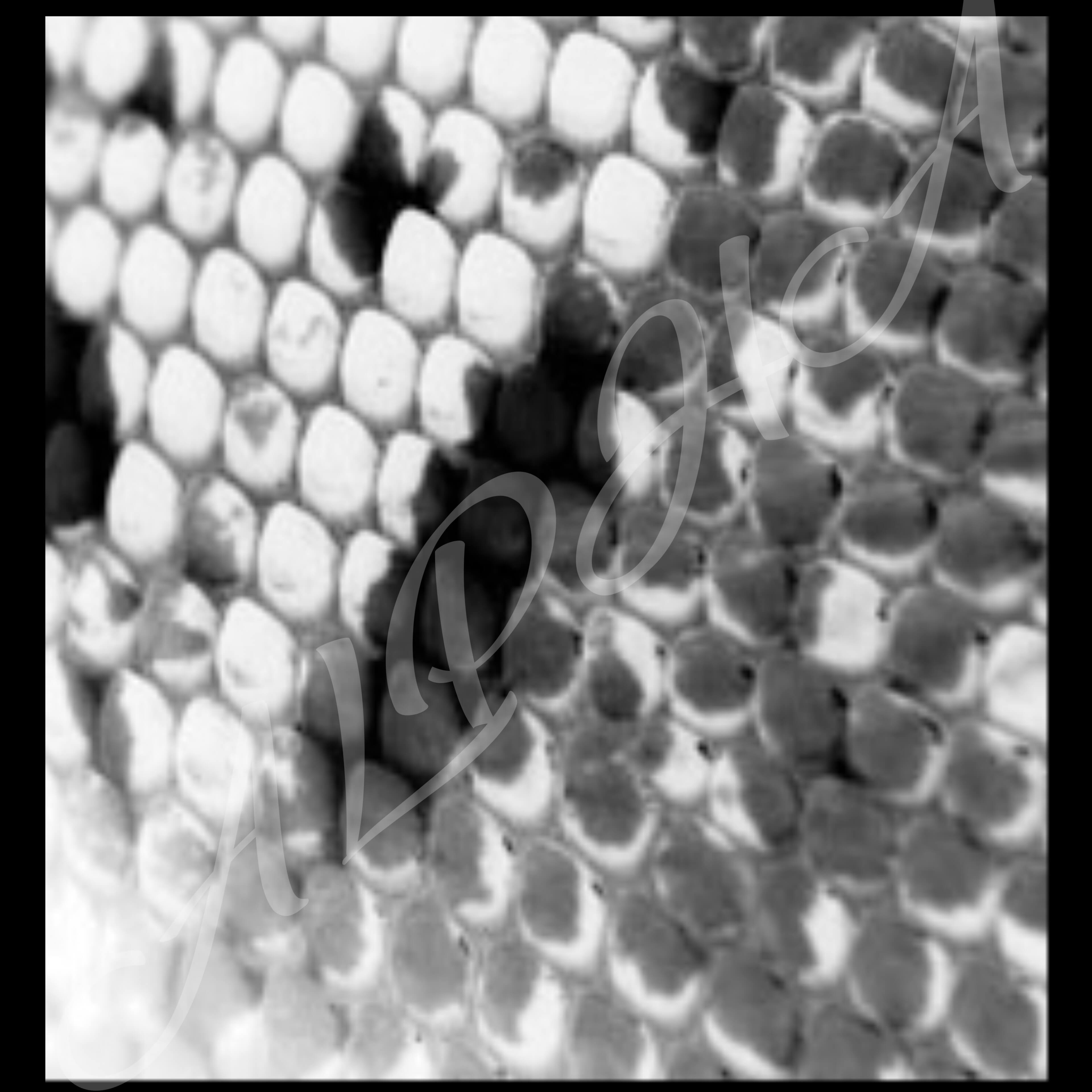 Skin 240 Alpha Patterns 4K Size Full Pack - 3D Texture by chiraggg_02