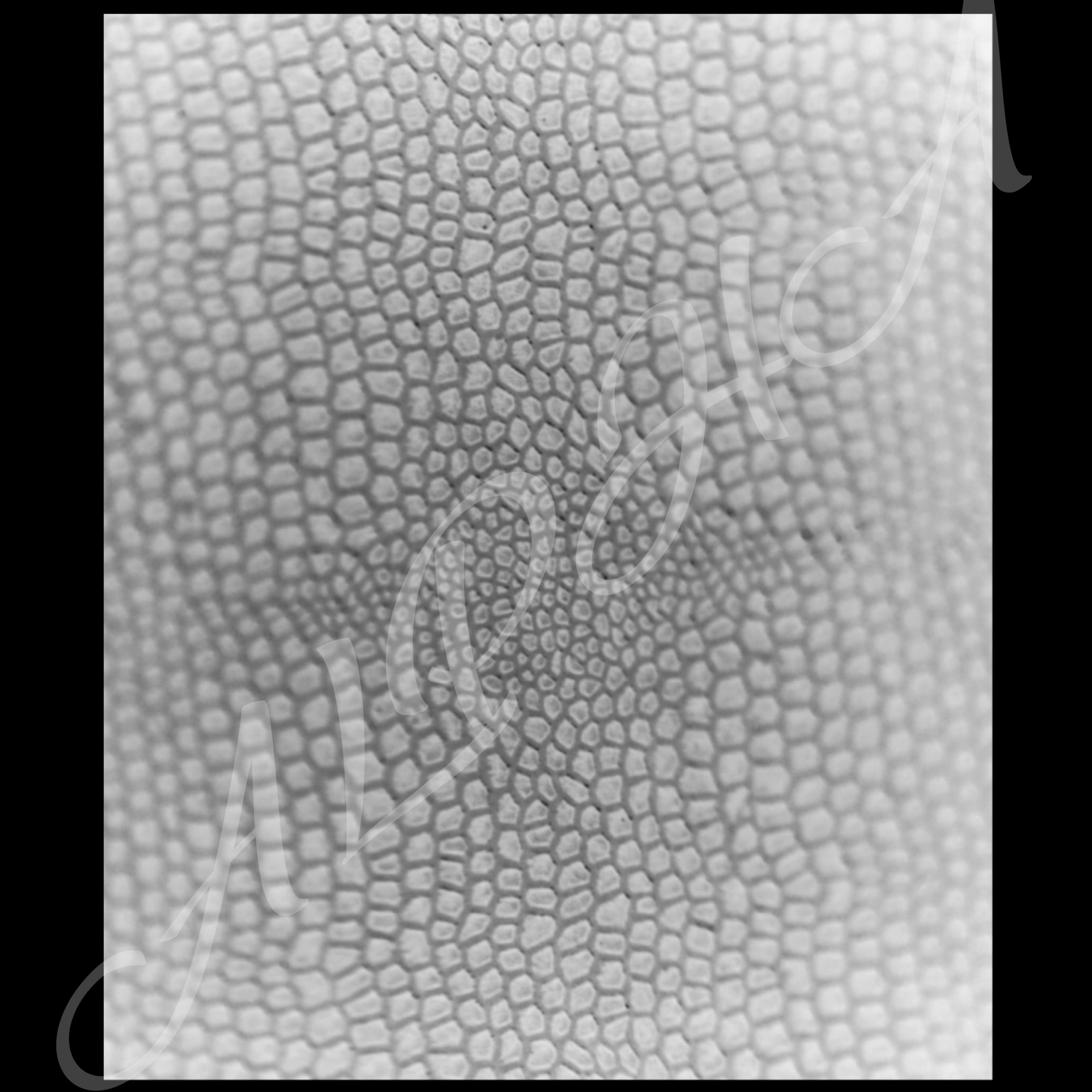 Skin 600 Alpha Patterns 4K Size Full Pack - 3D Texture by chiraggg_02