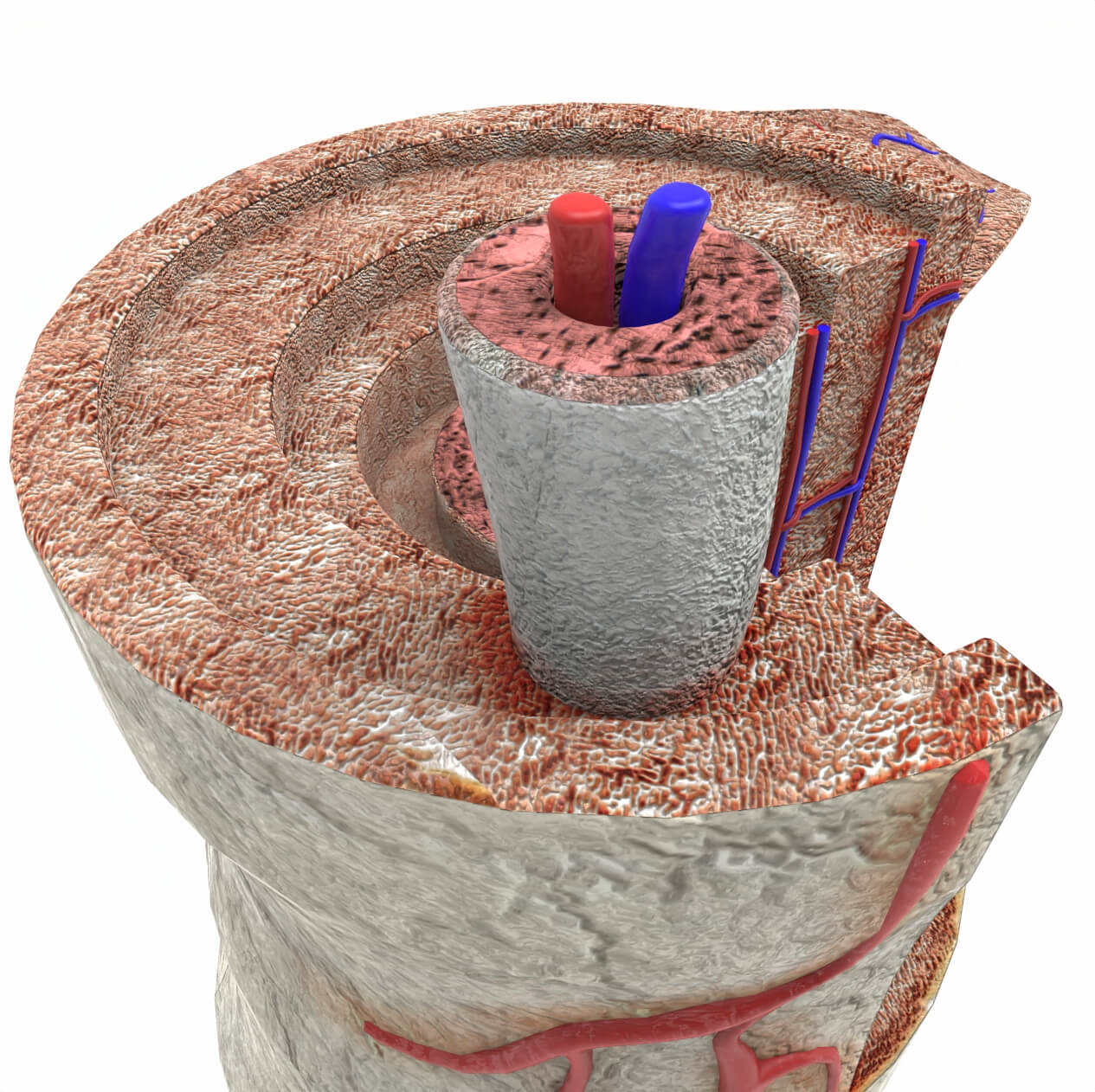 Human Bone Anatomy - 3D Model by clacydarch
