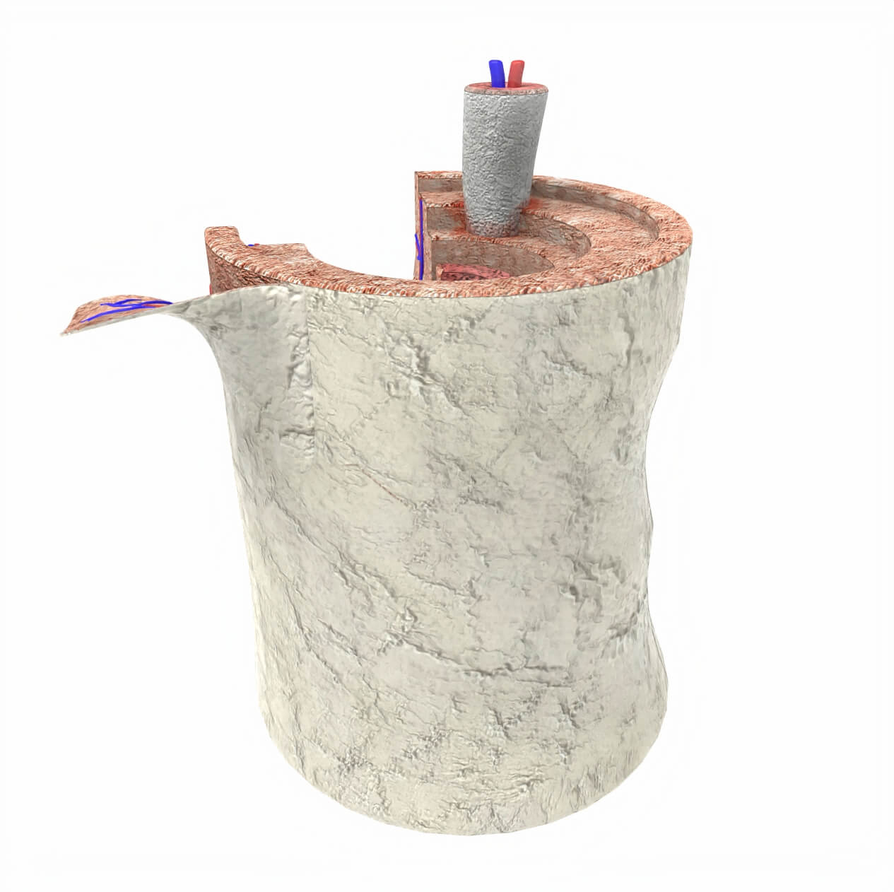 Human Bone Anatomy - 3D Model by clacydarch