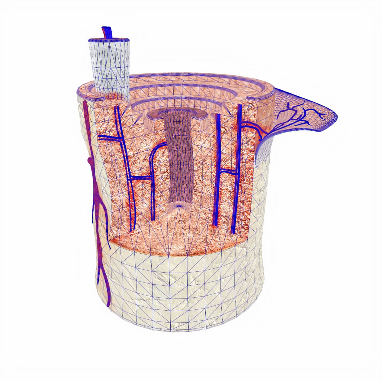 Anatomy Of A Long Bone Physiology With Chu At Calistoga